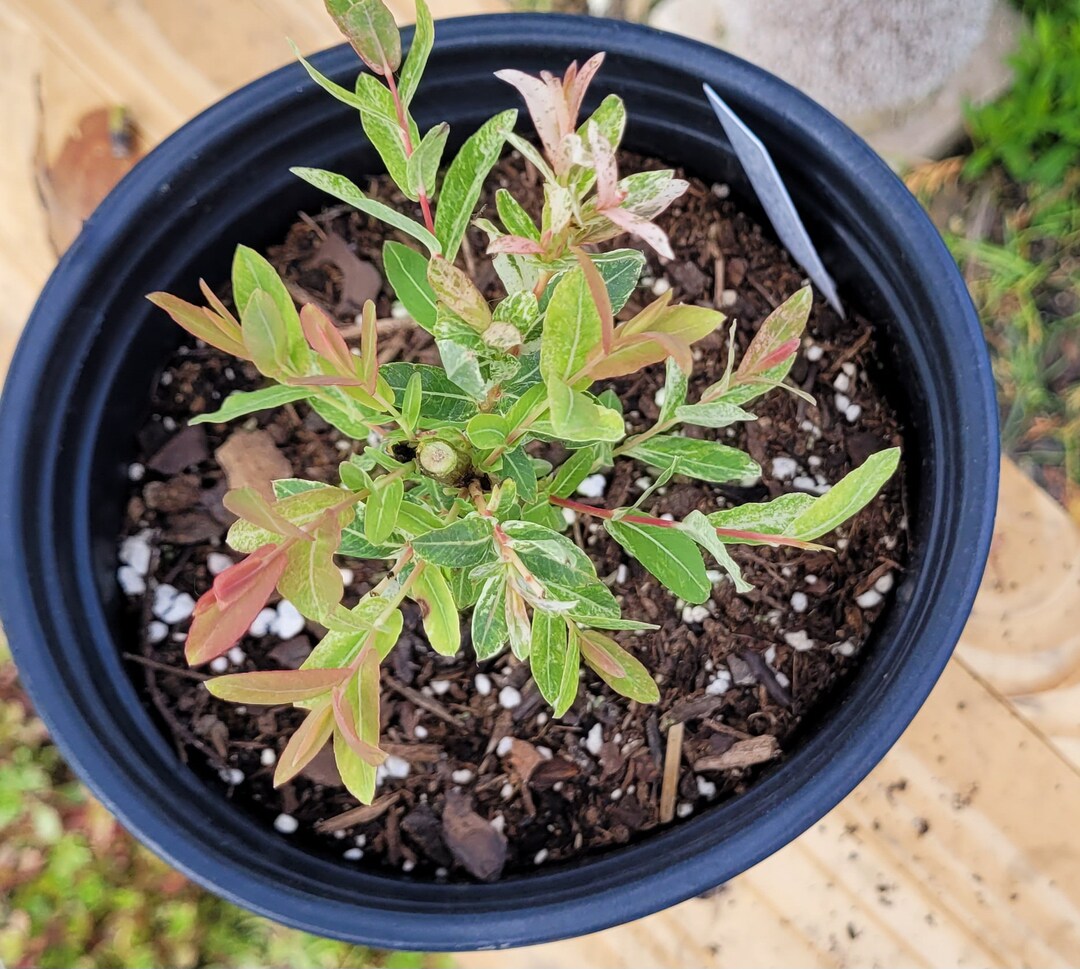Dappled or Tri-colored Willow Salix Integra 'hakuro Nishiki' - Etsy
