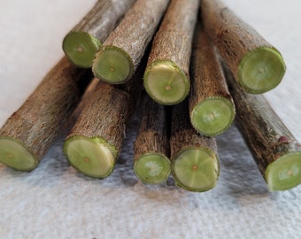 10+ Weeping Willow 9" - 10" Living Cuttings Unrooted Salix Babylonica ...