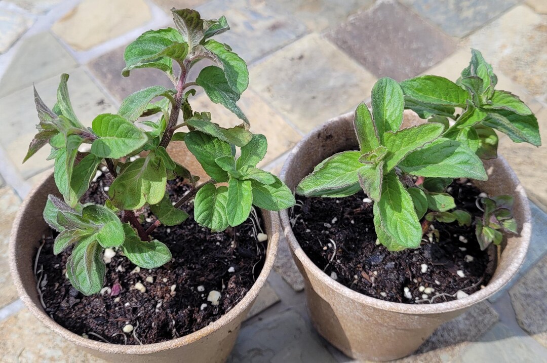 2 Plants Sweet Lemon Mint Well-rooted - Etsy