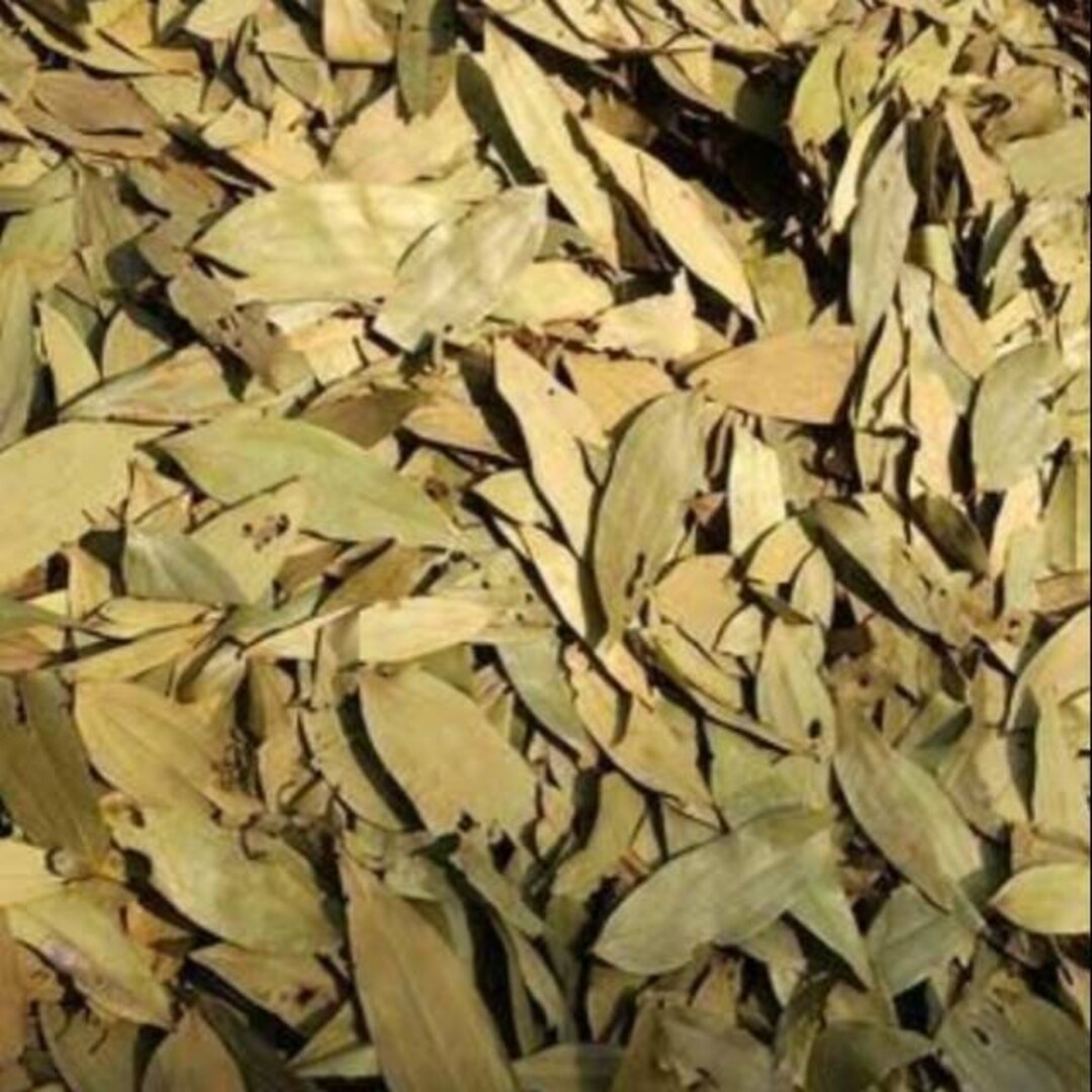 Daun Kayu Manis Kering dry Cinnamon Leaf Dried - Etsy