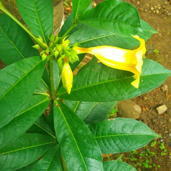 Daun Alamanda Allamanda Cathartica Leaves dried and Powder - Etsy UK