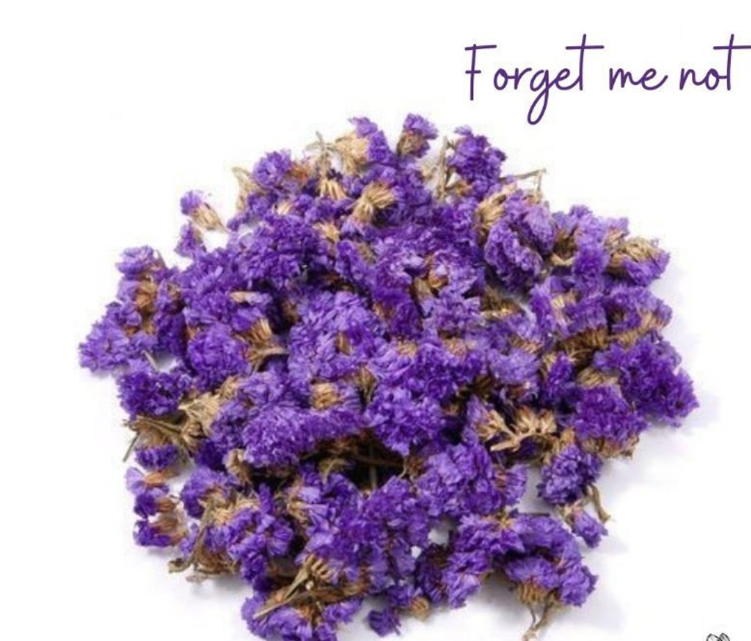 Forget Me Not Dried - Etsy