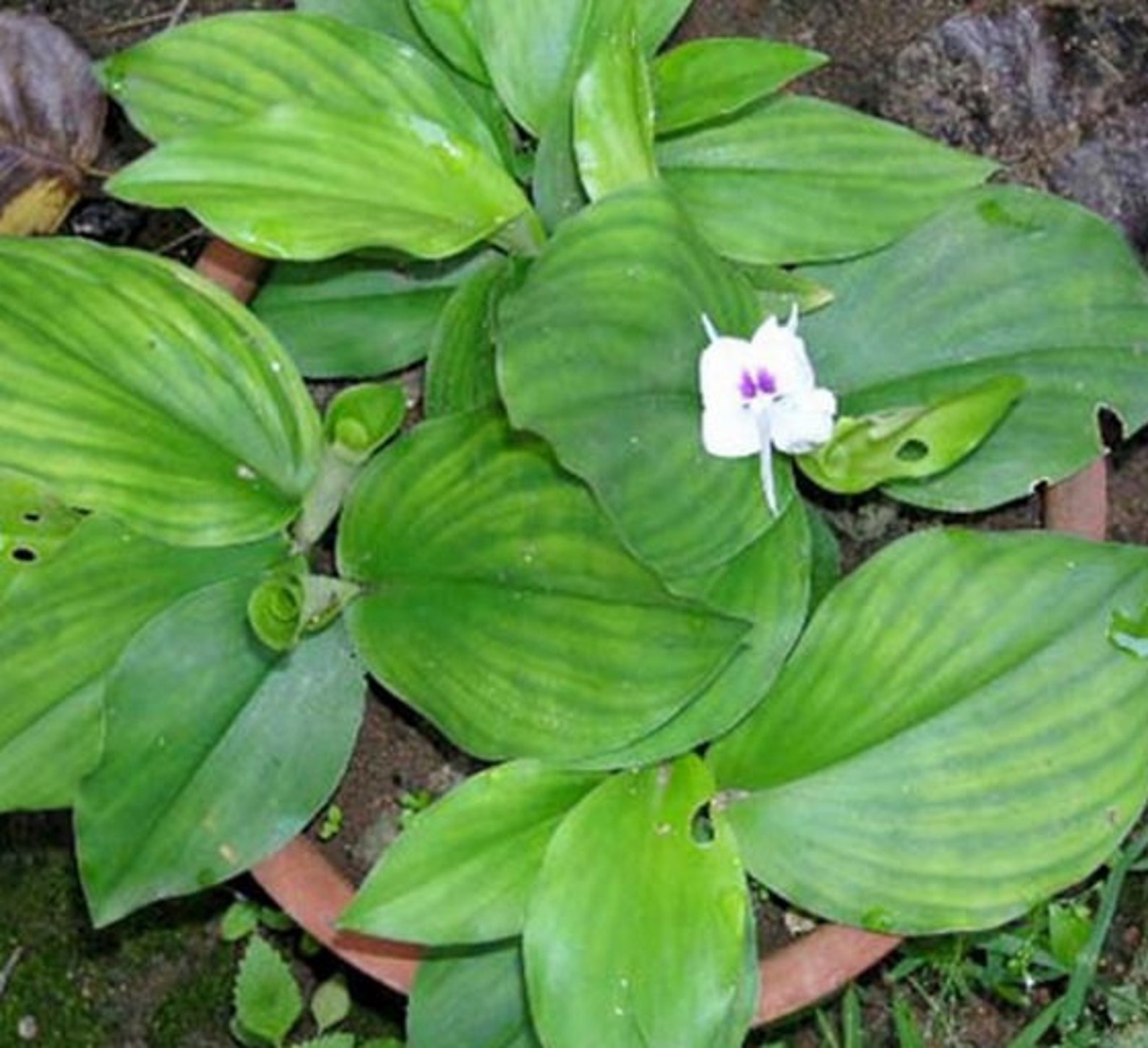 Kencur aromatic Ginger Kaempferia Galanga Root dried and Powder - Etsy