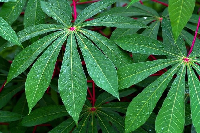 Daun Singkong Ketela Pohon Ubi Kayu /cassava Manihot Utilissima Pohl ...