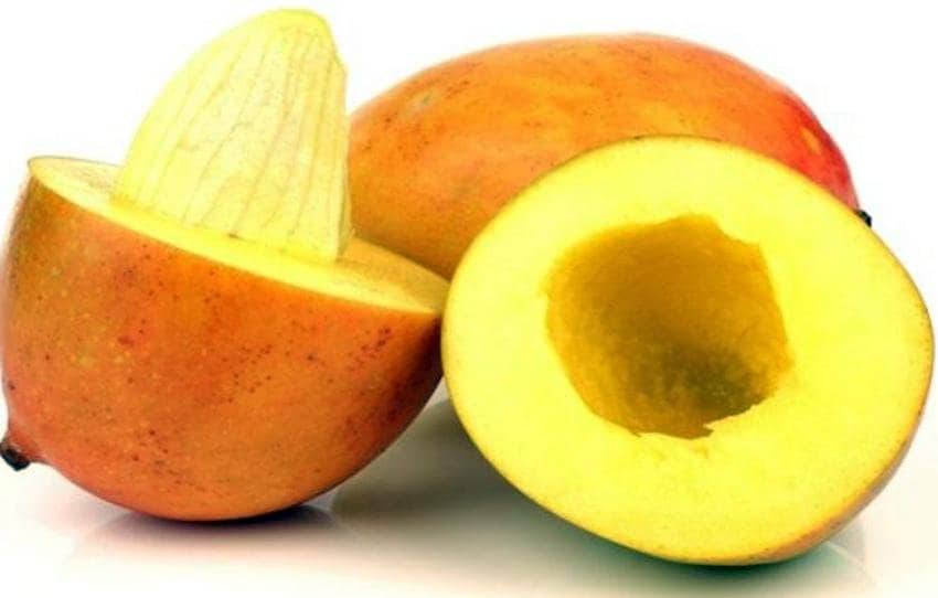 Biji Mangga Kering dried Mango Seeds - Etsy