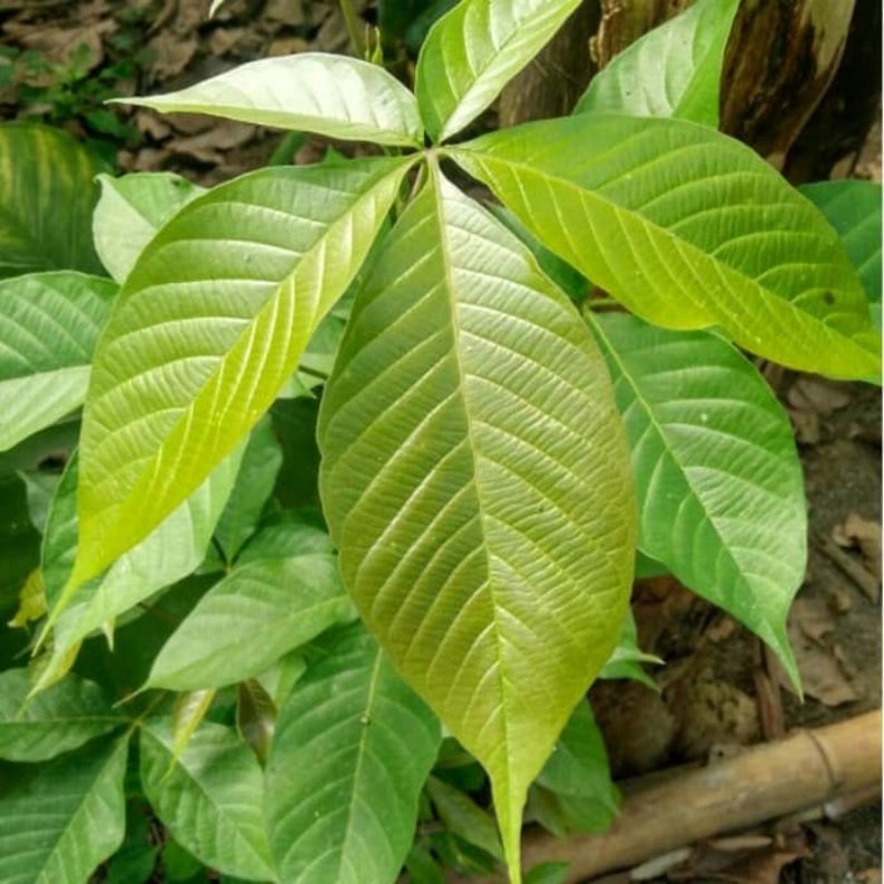 Daun Laban Vitex Pinnata Leaf dried and Powder - Etsy