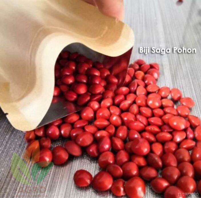 Biji Saga Merah Kering red Saga Seeds Dried - Etsy