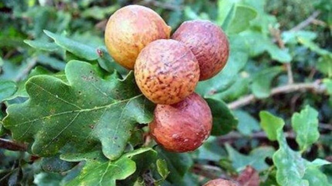 Buah Manjakani quercus Infectoria Fruit Dried and Powder - Etsy