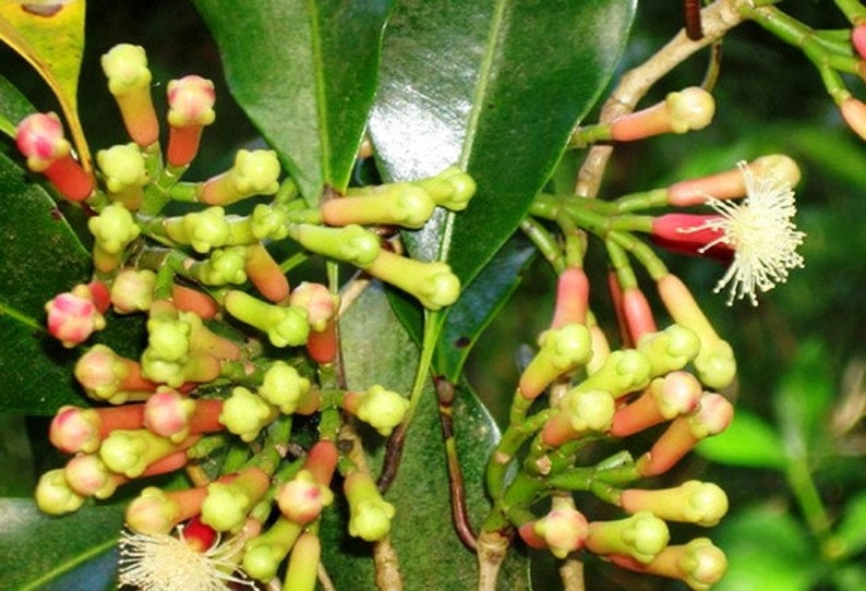 Cengkeh indonesian Clove Syzygium Aromaticum - Etsy