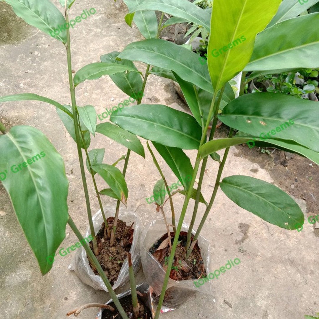 Lengkuas/laos Alpinia Galanga dried and Powder - Etsy