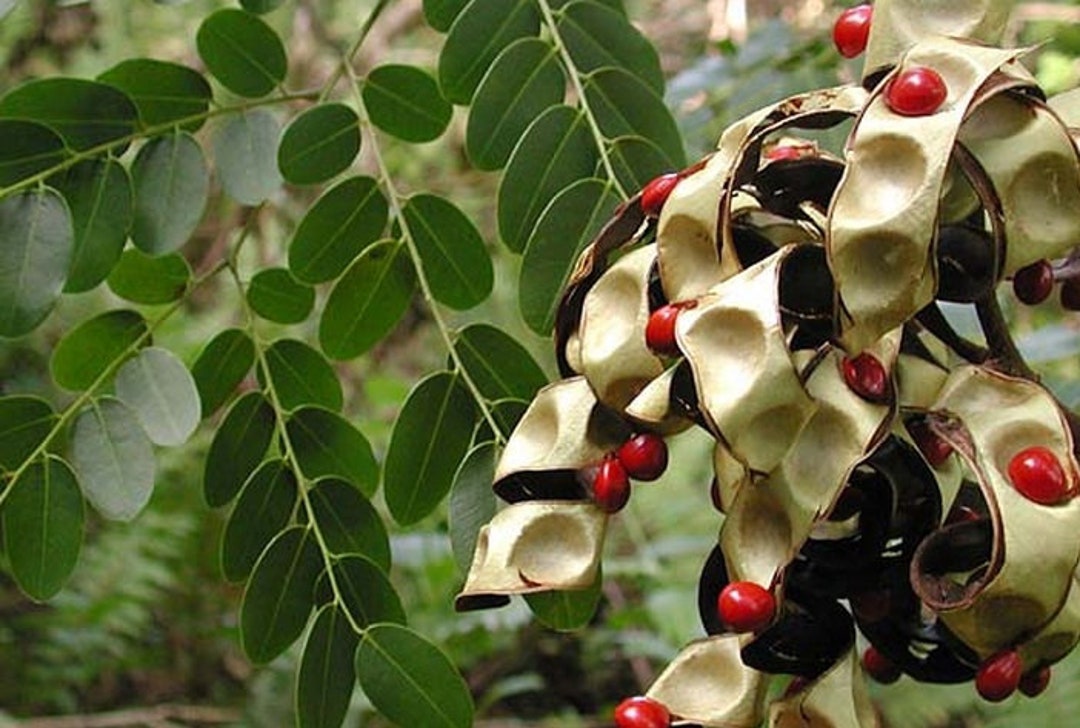 Biji Saga Merah Kering red Saga Seeds Dried - Etsy
