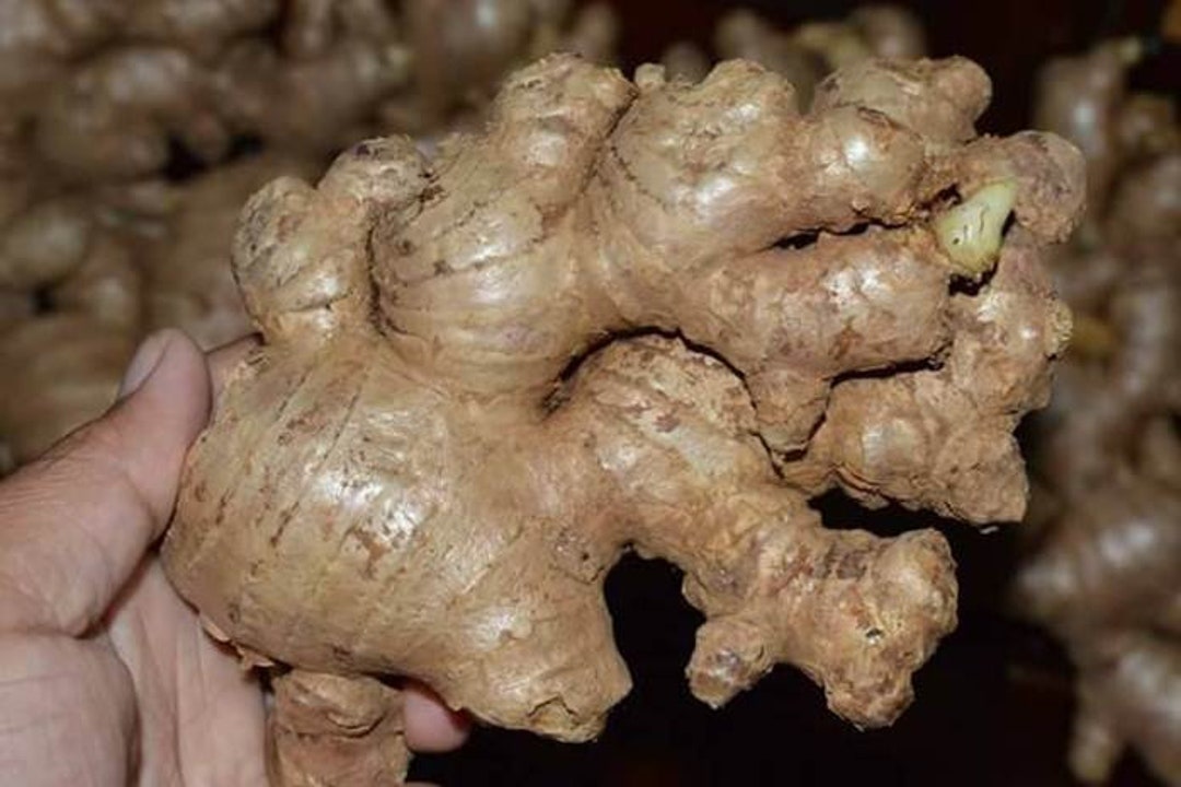 Jahe Gajah ginger Zingiber Officinale dried and Powder - Etsy