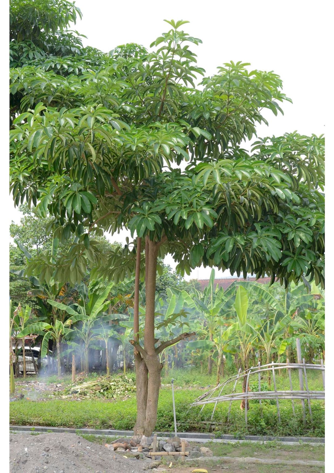 Kulit Kayu Pule Pulai Alstonia Scholaris Wood dried and Powder - Etsy