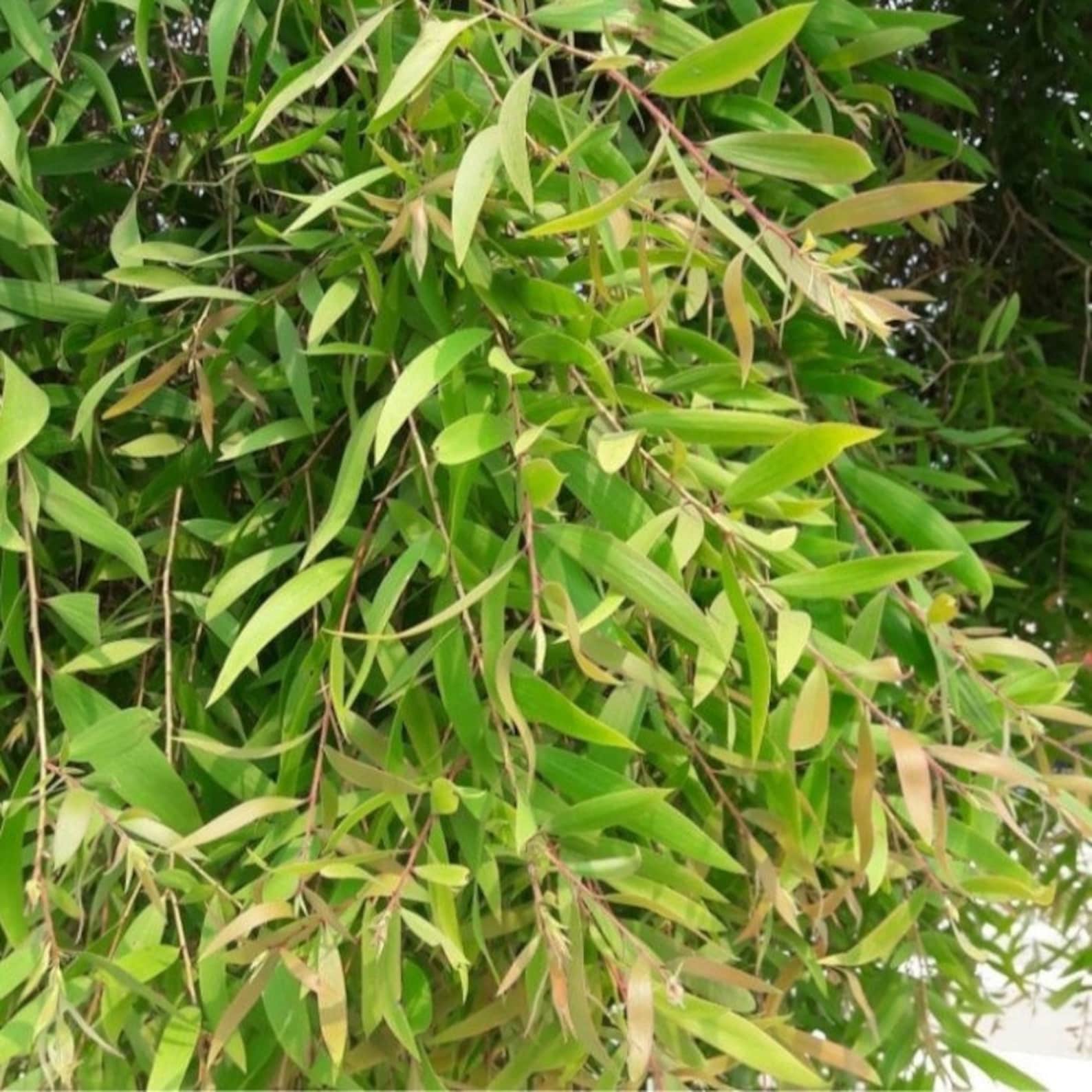 Daun Kayu Putih eucalyptus Leaves Melaleuca Leucadendra Leaf dried and ...