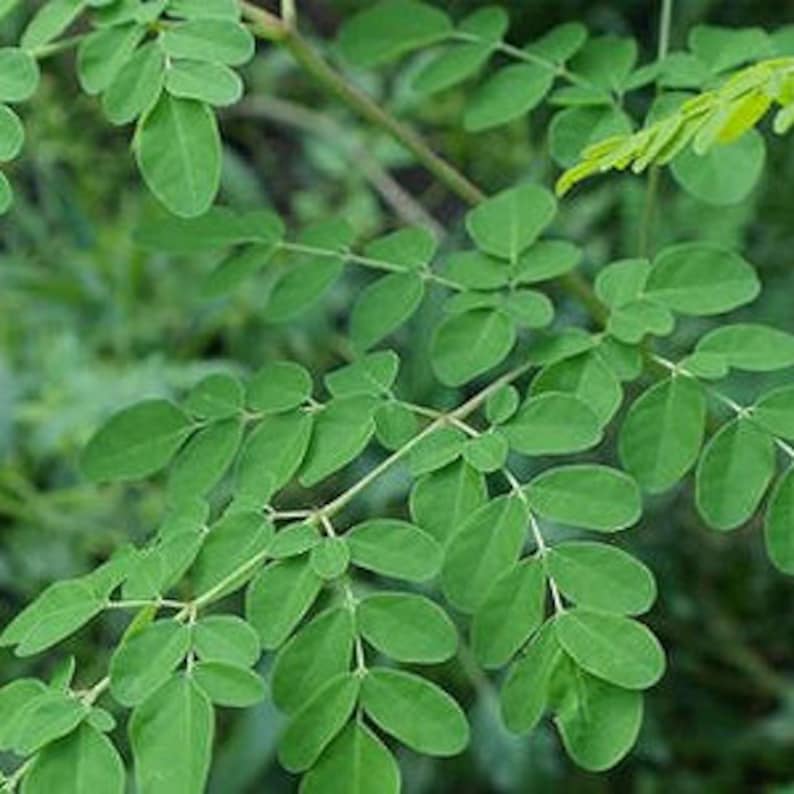 Daun Kelor moringa Oleifera Leaf Limaran, Moringa, Ben-oil, Drumstick Tree, Horseradish Tree ...