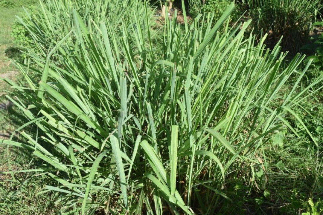 Sereh/serai Lemongrass Cymbopogon Citratus dried and Powder - Etsy