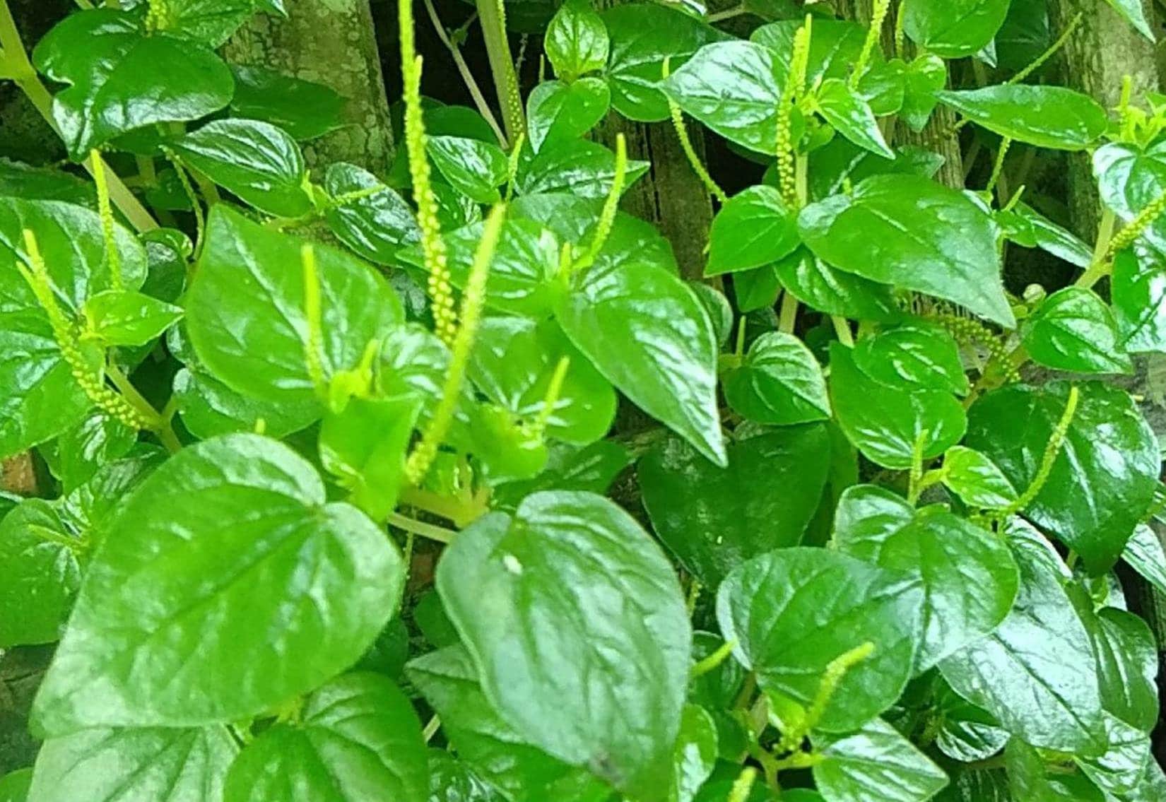 Ulasimang Bato Plant