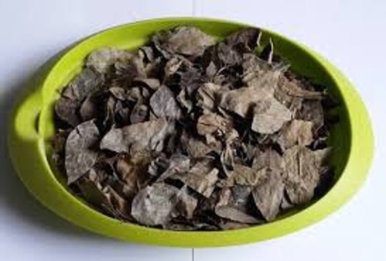 Daun Cermai Phyllanthus Acidus Leaf dried and Powder - Etsy