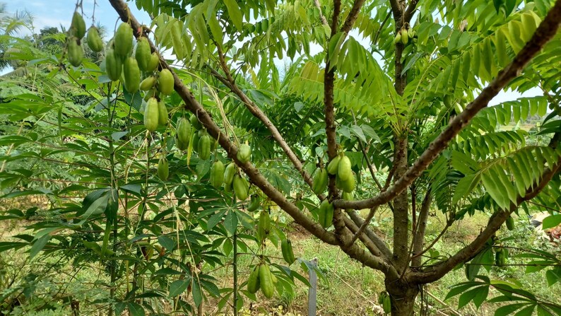 Daun Belimbing Wuluh Cucumber Tree Leaf dried and Powder - Etsy