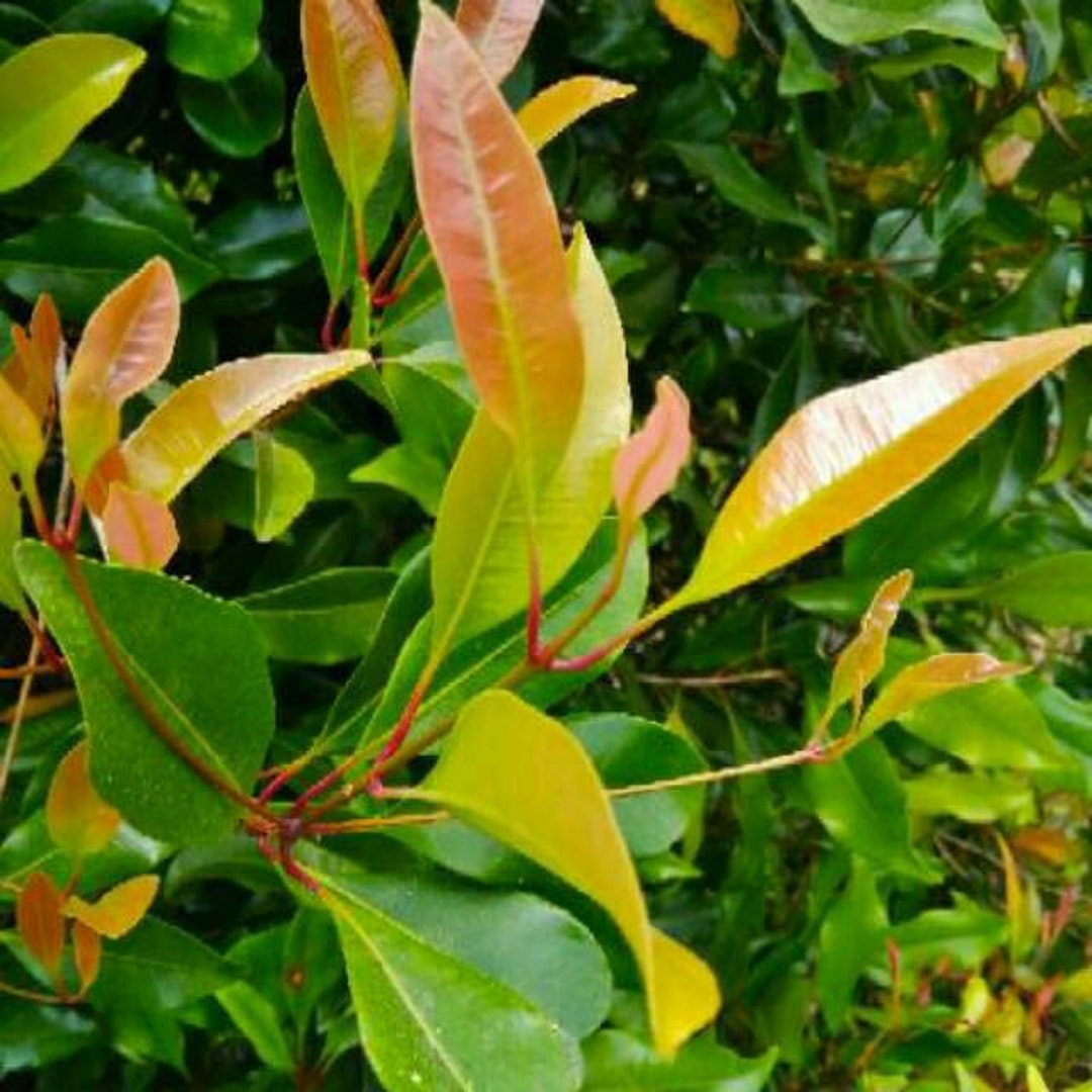 Daun Cengkeh Cengkih Kering Syzygium Aromaticum Leaf dried - Etsy