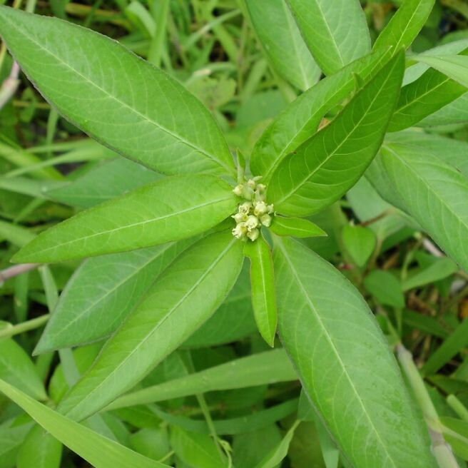 Patikan Mas Euphorbia Heterophylla Leaf dried and Powder - Etsy