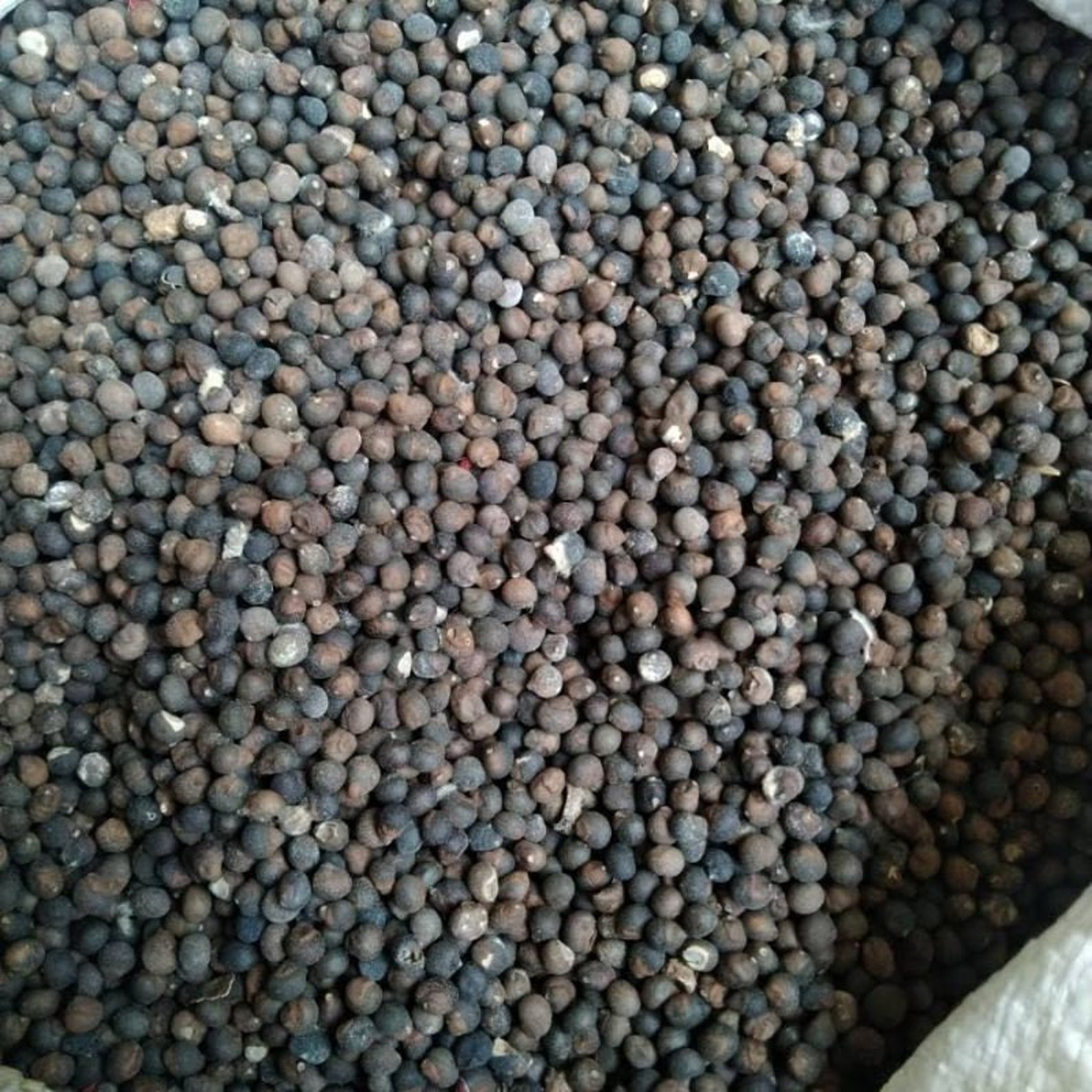 Biji Randu Randu Seed dried and Powder - Etsy