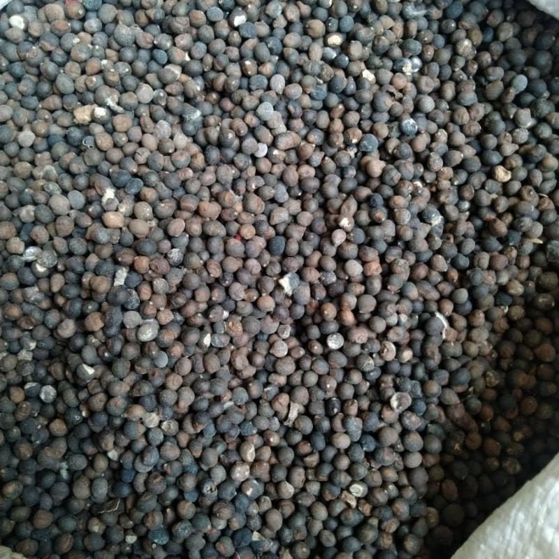 Biji Randu Randu Seed dried and Powder - Etsy