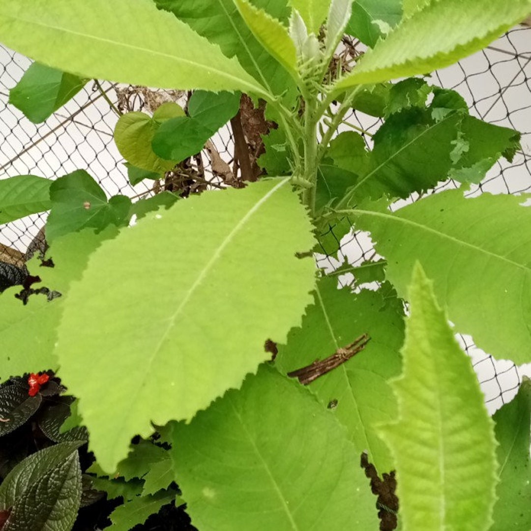 Daun Sembung blumea Balsamifera Leaves Dried and Powder - Etsy