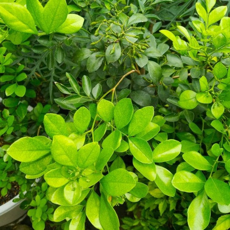 Daun Kemuning Murraya Paniculata Leaf powder and Dried - Etsy