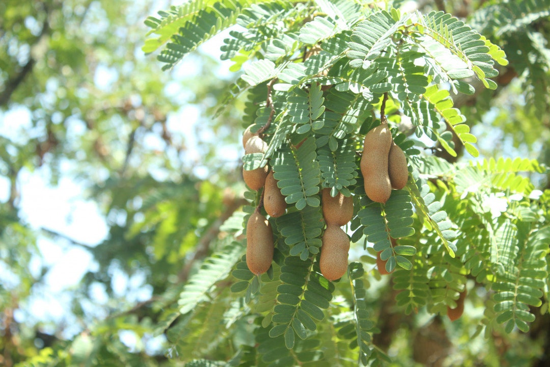 Asam Jawa Bubuk Tamarindus Indica Powder - Etsy