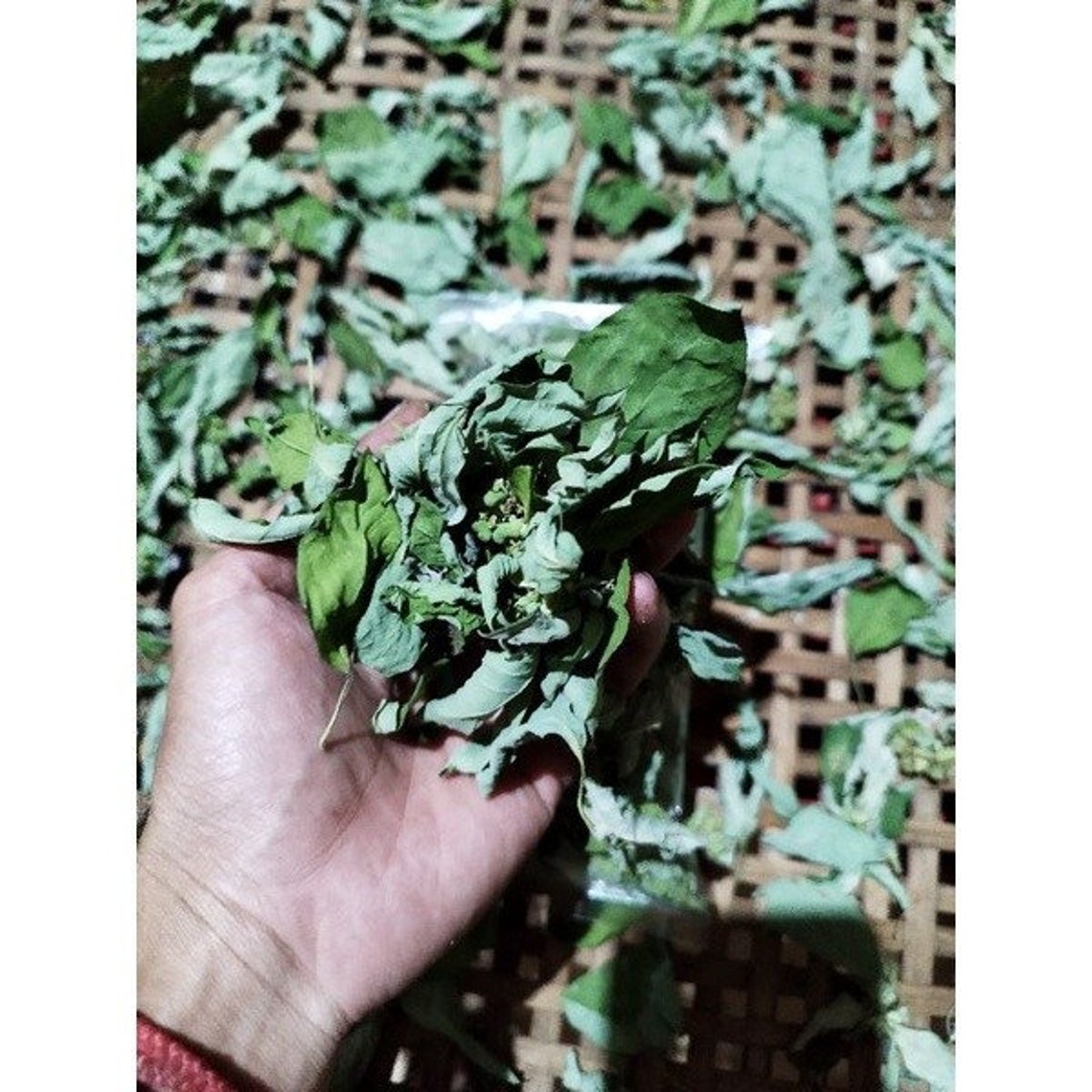 Patikan Mas Euphorbia Heterophylla Leaf dried and Powder - Etsy