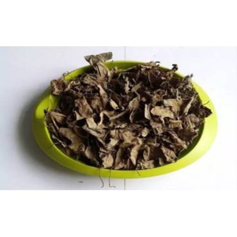 Daun Simbukan Sembukan Paederia Foetida Leaf dried and Powder - Etsy