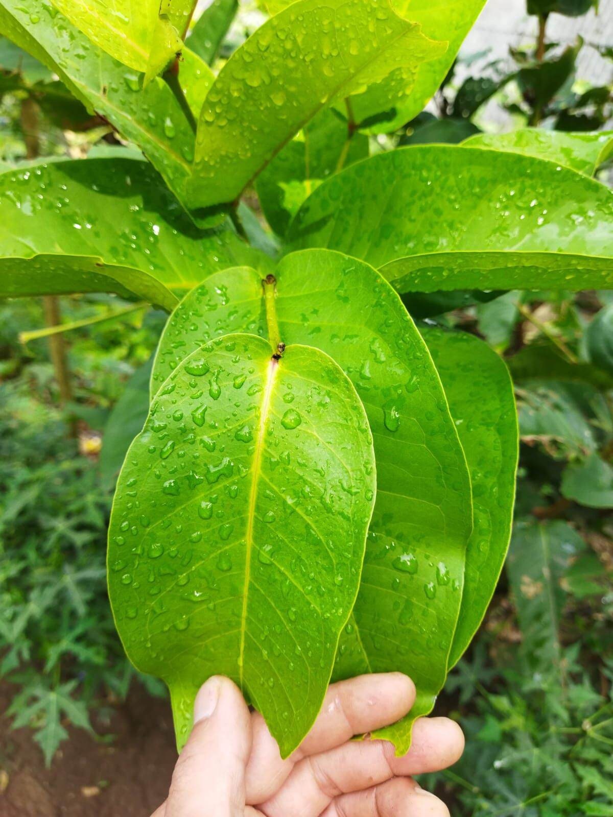 Daun Jambu Air syzygium Aqueuml Leaf Dried and Powder - Etsy