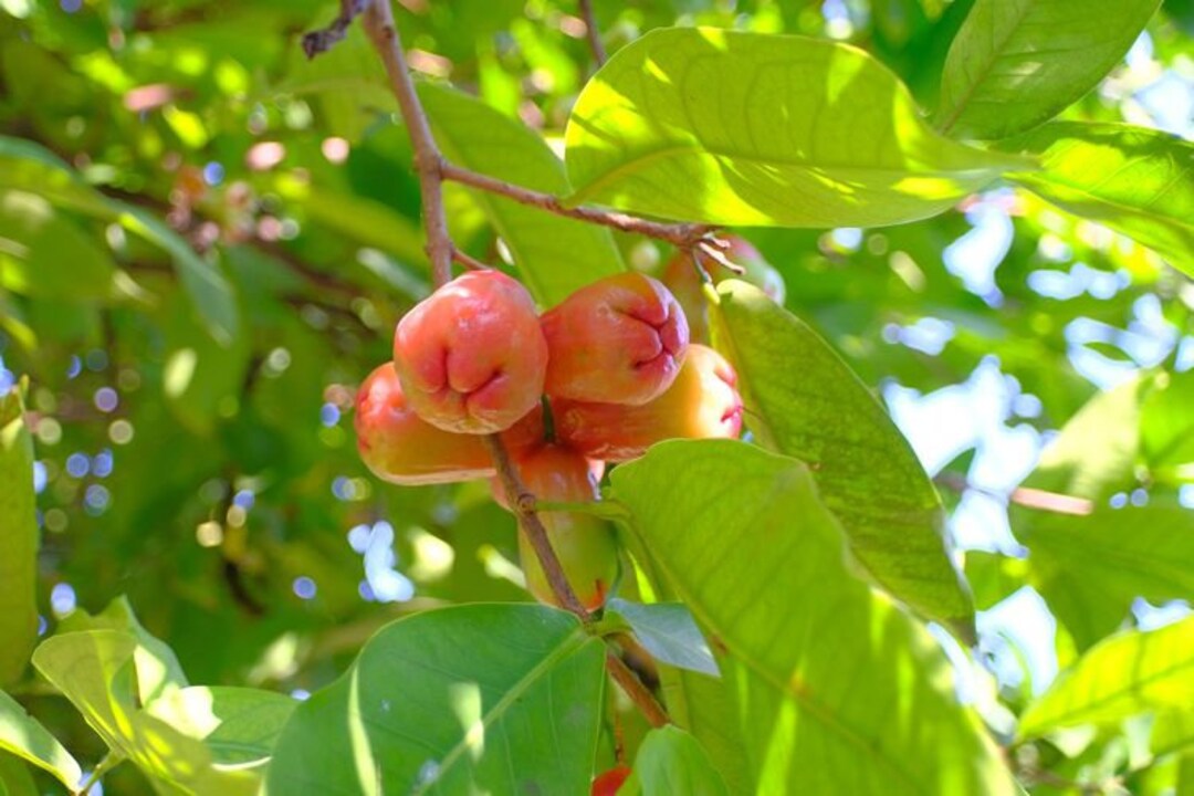 Daun Jambu Air syzygium Aqueuml Leaf Dried and Powder - Etsy