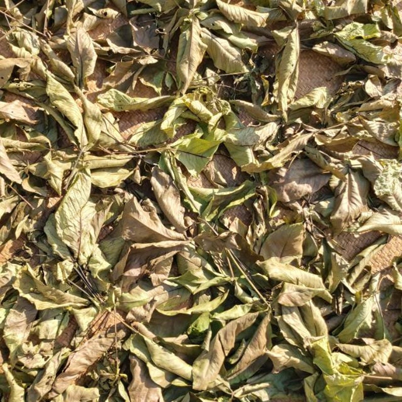 Daun Laban Vitex Pinnata Leaf dried and Powder - Etsy