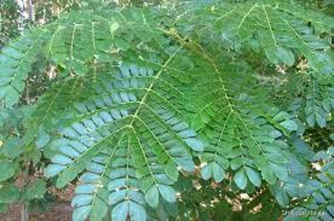 Daun Trembesi Pithecellobium Saman Benth Leaf dried and Powder - Etsy