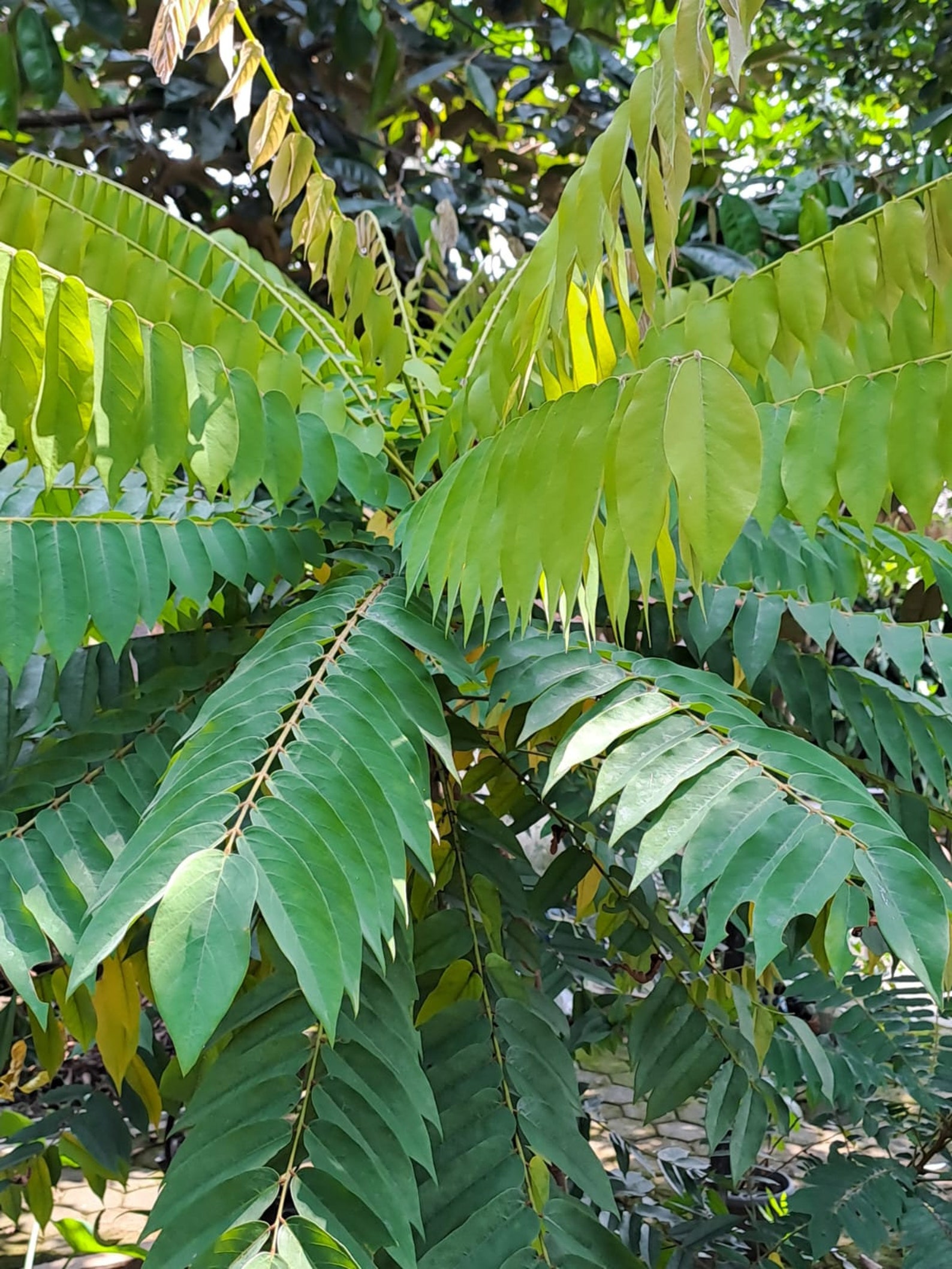 Daun Belimbing Wuluh Cucumber Tree Leaf dried and Powder - Etsy