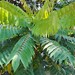 Daun Belimbing Wuluh Cucumber Tree Leaf dried and Powder - Etsy