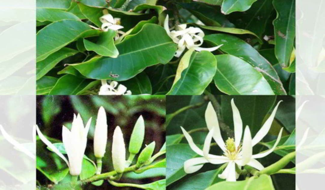 Bunga Kantil / Cempaka Putih Magnolia Alba dried and Powder - Etsy