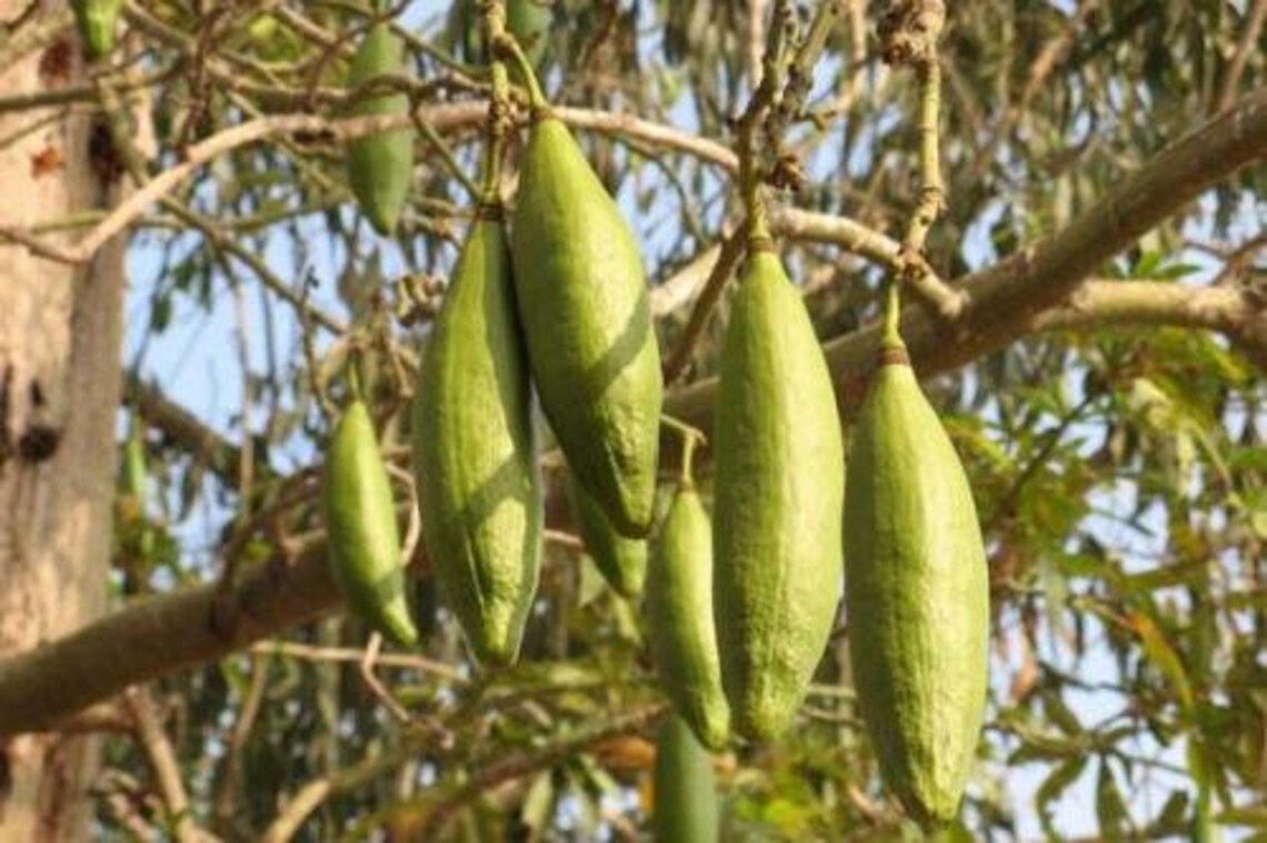 Biji Randu Randu Seed dried and Powder - Etsy