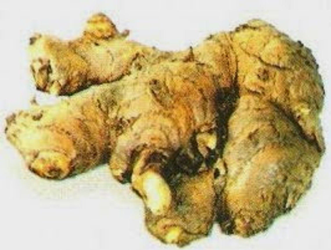 Rimpang Bangle Zinger Purpureum Roxb. powder and Dried - Etsy