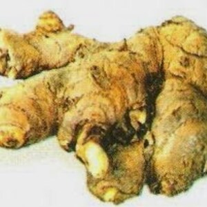 Rimpang Bangle Zinger Purpureum Roxb. powder and Dried - Etsy