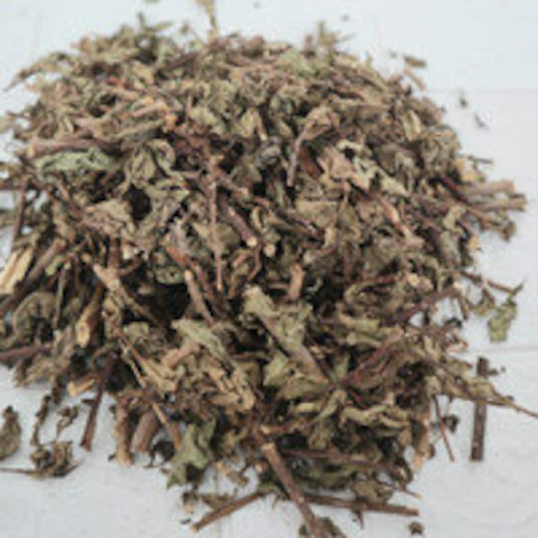Daun Beluntas pluchea Indica Leaves Dried and Powder - Etsy