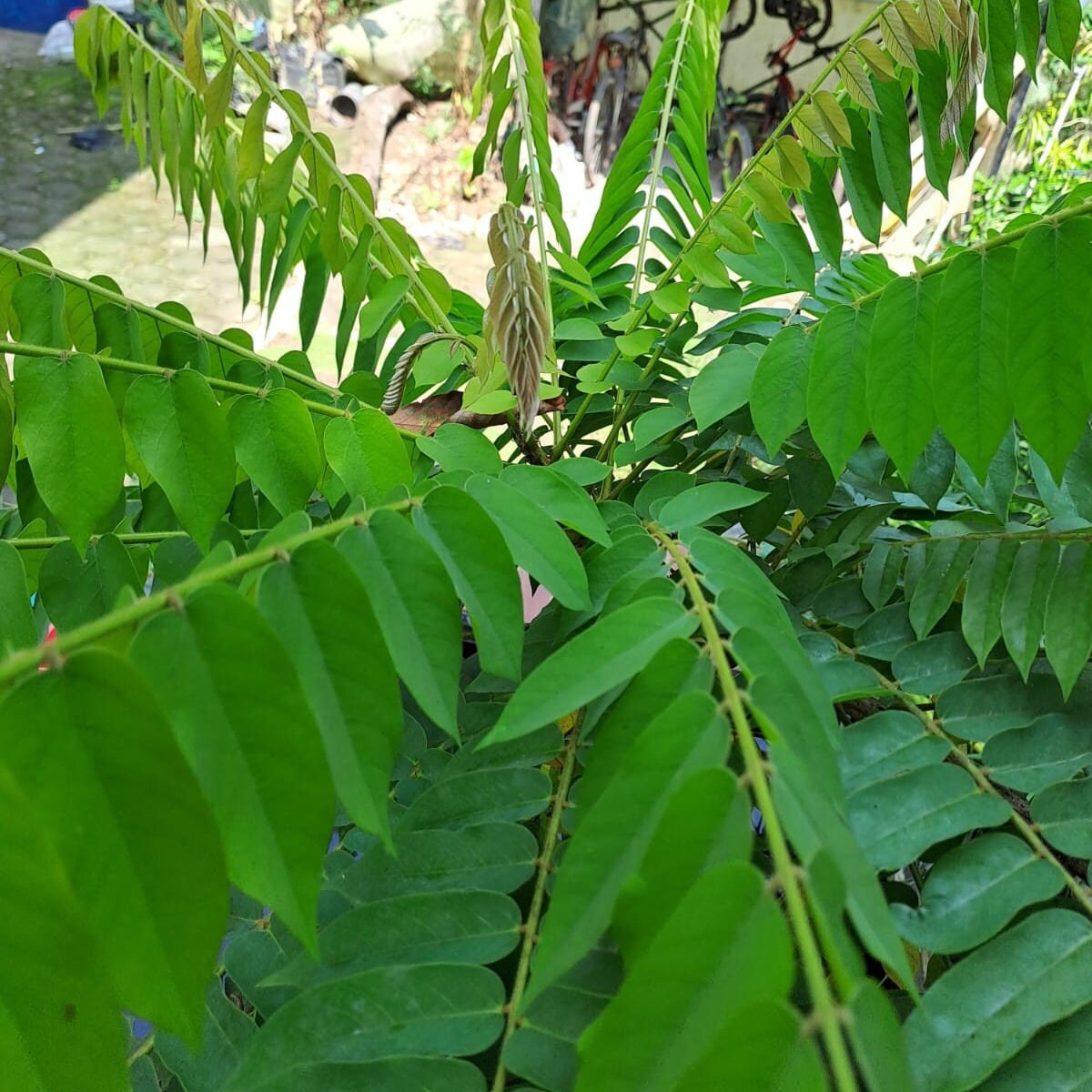 Daun Belimbing Wuluh Cucumber Tree Leaf dried and Powder - Etsy