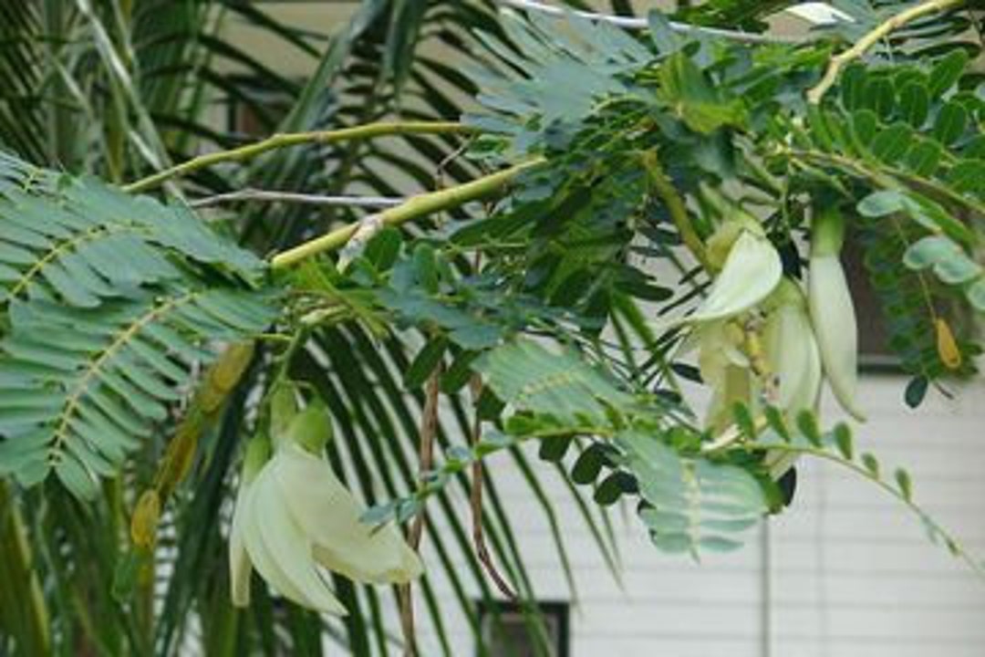 Daun Turi Sesbania Grandiflora Leaf powder and Dried - Etsy