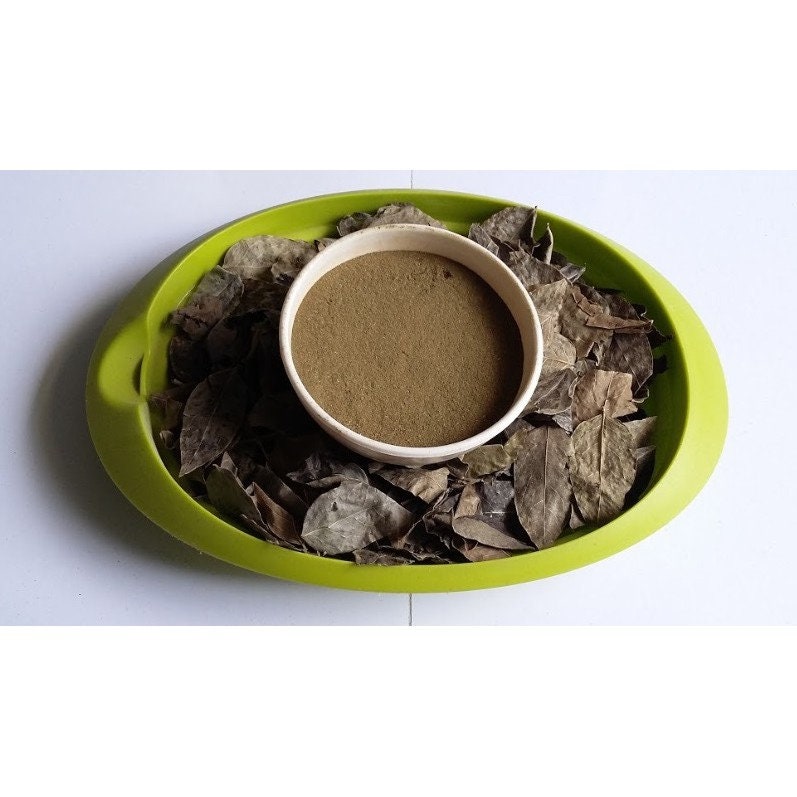 Daun Cermai Phyllanthus Acidus Leaf dried and Powder - Etsy