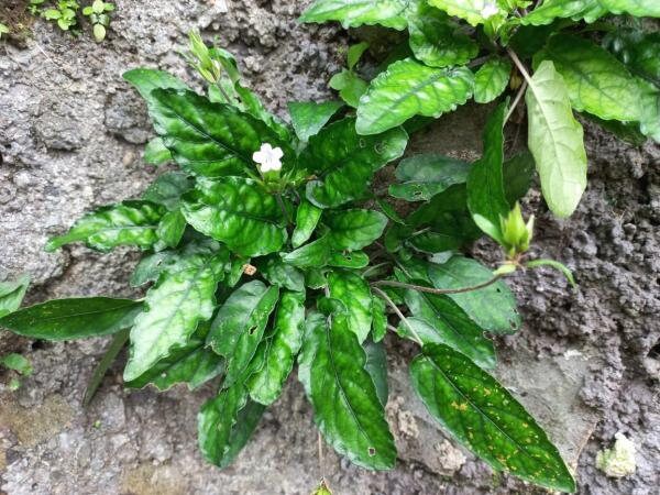 Daun Gempur Batu Ruellia Napifera Zoll. & Moritzi Leaf dried and Powder ...