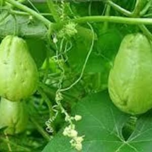 Labu Siam Sechium Edule dried and Powder - Etsy