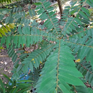 Daun Belimbing Wuluh Cucumber Tree Leaf dried and Powder - Etsy