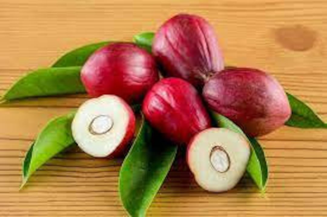 Buah Mahkota Dewa god's Crown Fruit Phaleria Macrocarpa - Etsy